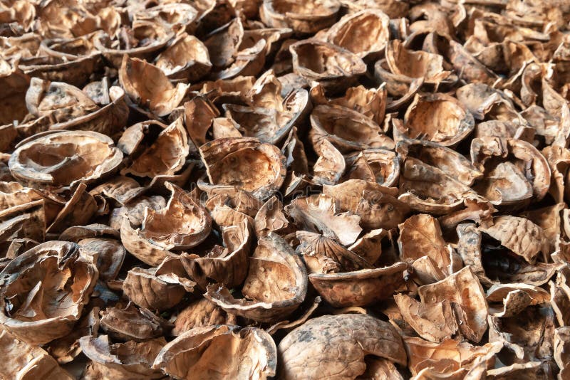 Empty Walnut Shell Frame. Textured Nut Border with White Place ...