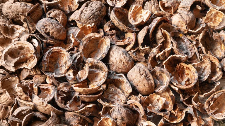 Nut Shell. Empty Walnut Shell. Texture of Nuts. Selective Focus Stock ...