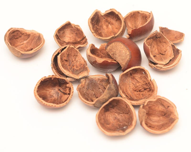 Nut shell stock photo. Image of food, walnut, closeup - 34696678