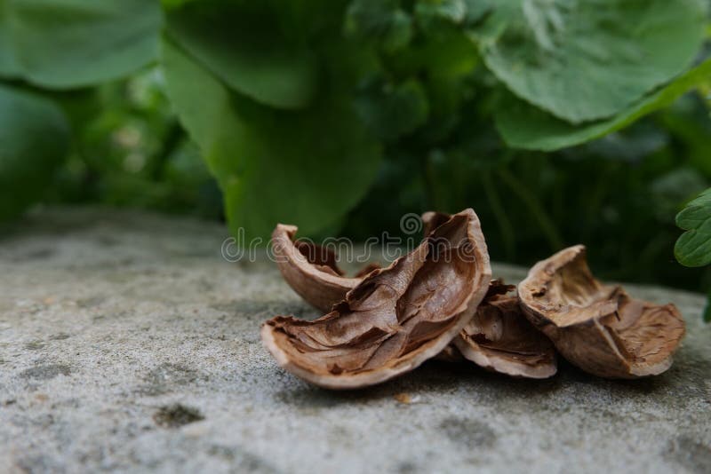 Nut shell on the surface stock image. Image of walnut - 245709733