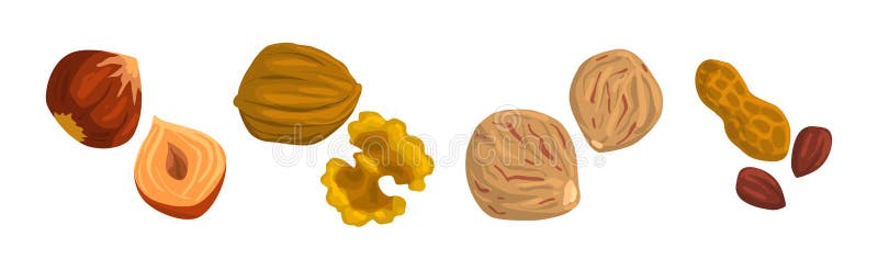 Nut Snack and Raw Dry Kernel Food Vector Set Stock Illustration ...