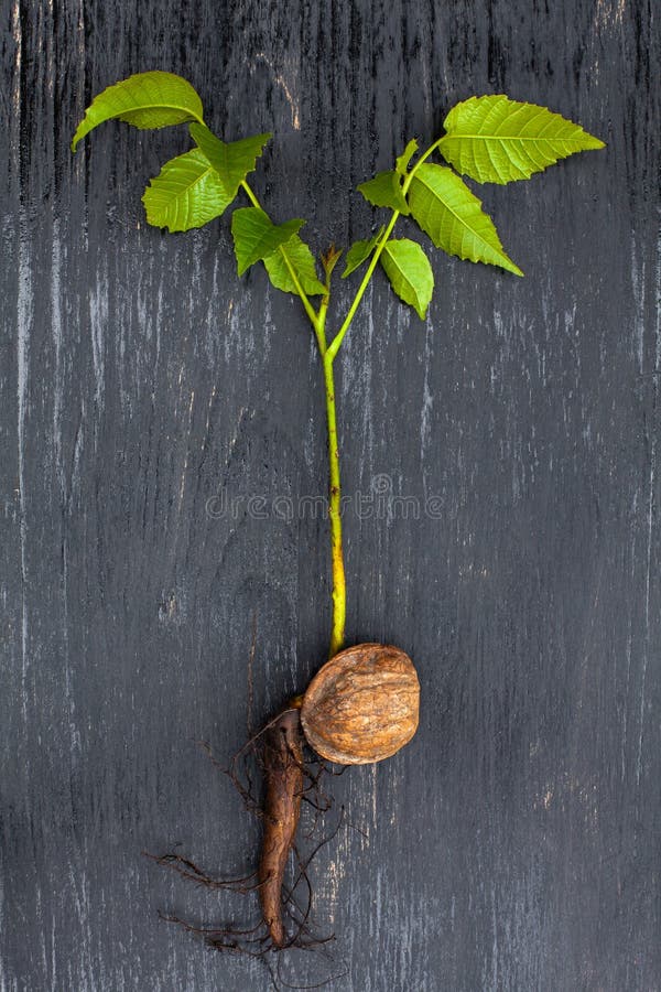 Nut Sprout on a Wooden Background Stock Photo - Image of pullulation ...