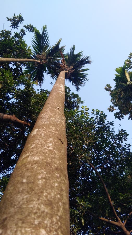 Nut tall tree sky leaf stock image. Image of tall, tree - 198503629