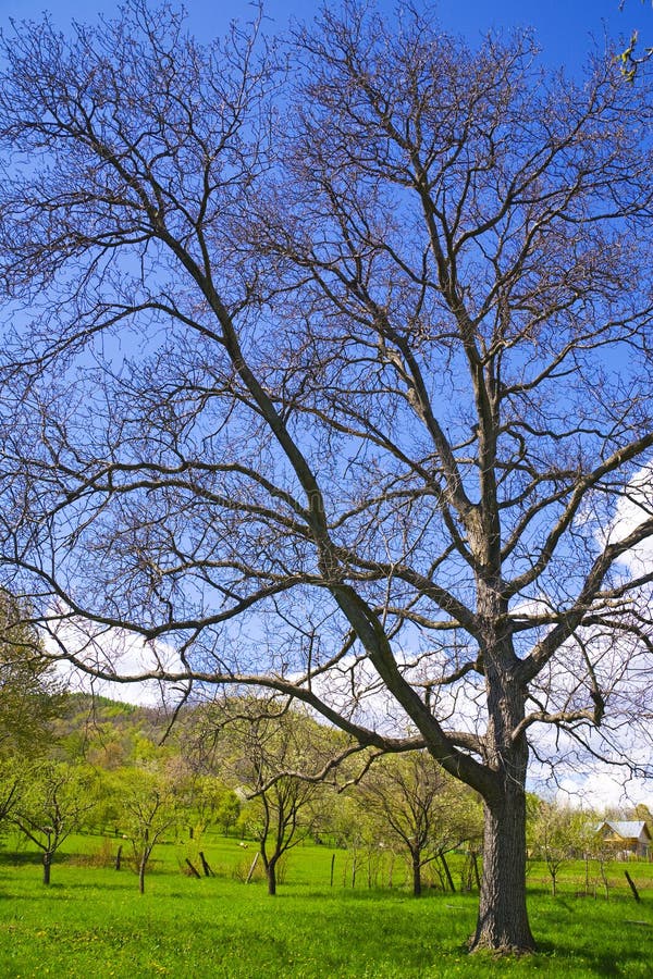 Tall tree stock photo. Image of wilderness, peaceful, wood - 5096212