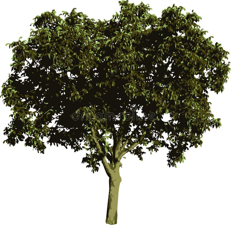 Nut Tree Leaf Stock Illustrations – 12,832 Nut Tree Leaf Stock ...