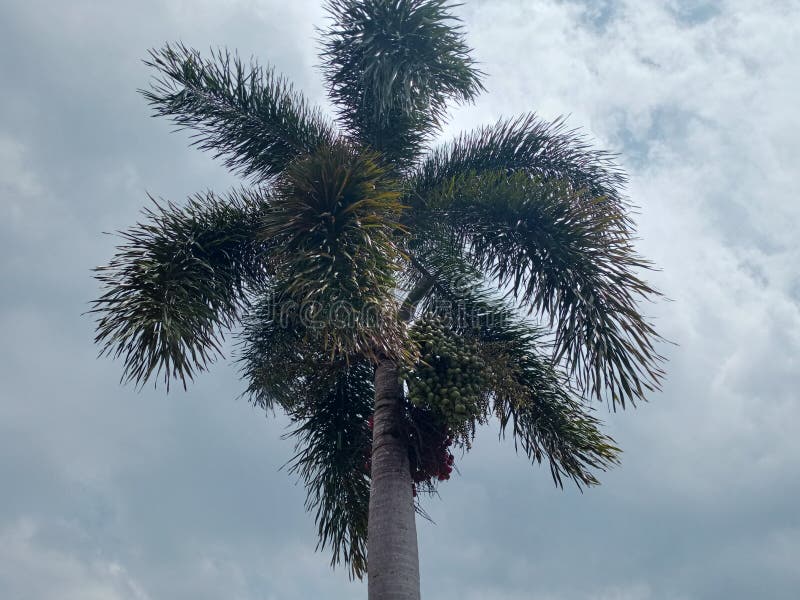 A Nut Tree that Bears Fruit Stock Image - Image of spruce, tropics ...