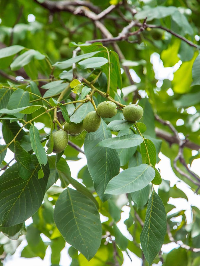 Nut Tree on the Branches of Which Grow Young Green Nuts Stock Image ...