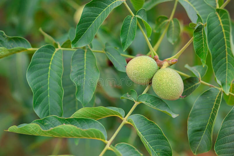 Nut Tree on the Branches of Which Grow Young Green Nuts Stock Photo ...