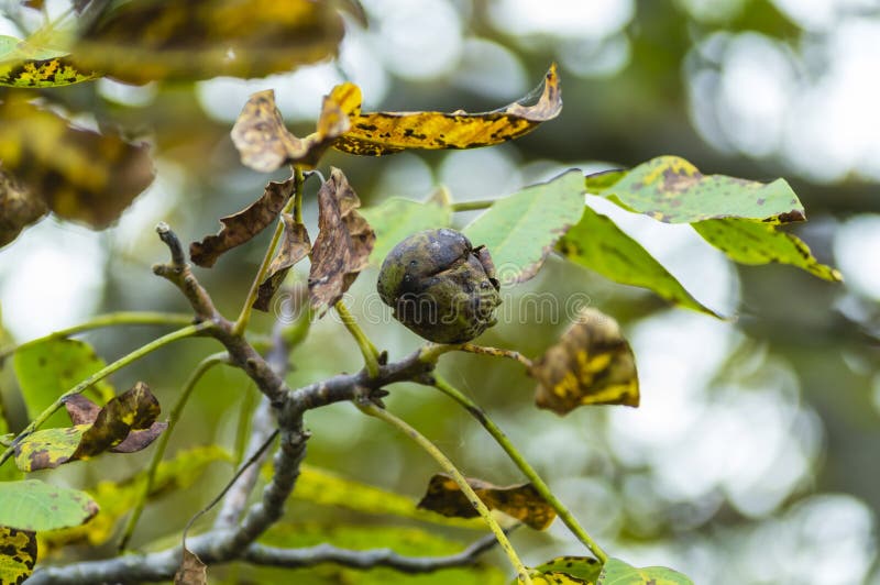 Nut on tree stock image. Image of fruit, autumn, green - 106047951