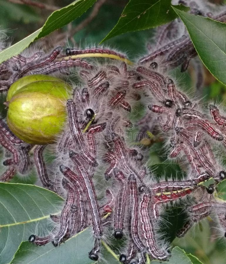 Larvae Cluster stock image. Image of cluster, reddish - 100159821