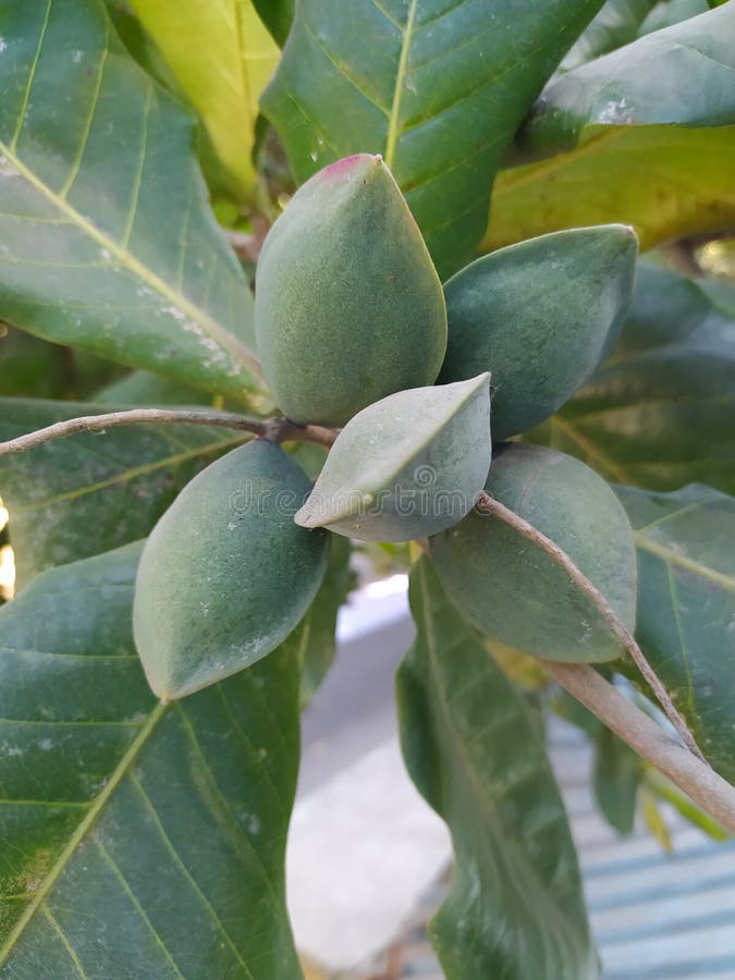 Nut Tree Nature stock image. Image of fruit, garden - 203196365