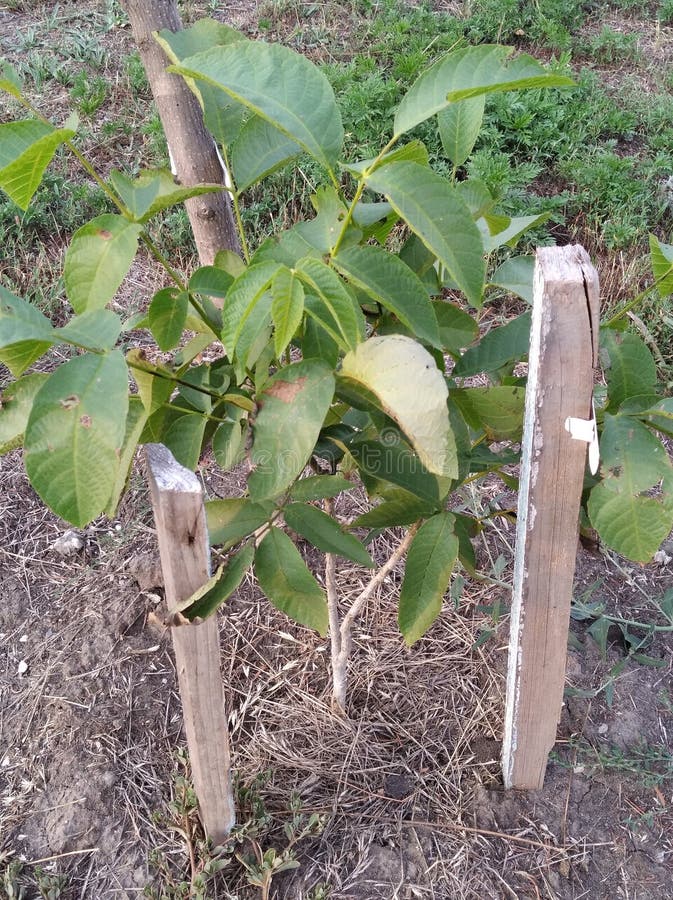 Nut Tree Seedling with Three Supporting Sticks Stock Photo - Image of ...