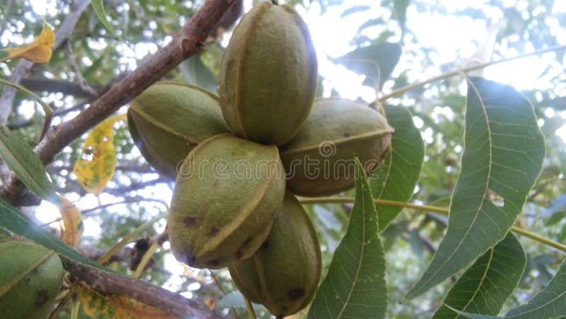 Nut Tree Young Nuts Growing Stock Photo - Image of berry, leaf: 194179034