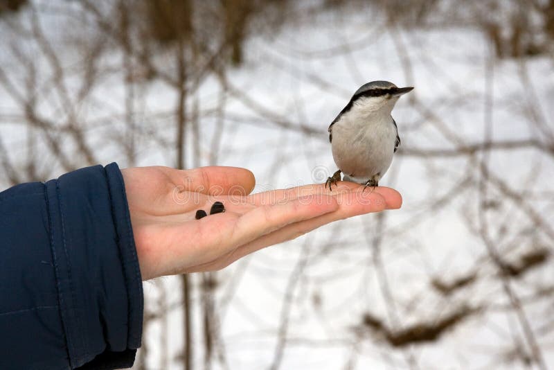 Nutcracker on hand stock photo. Image of outdoors, feather - 8280796