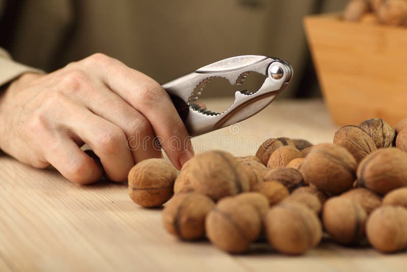 Nutcracker held in hand stock photo. Image of tree, seeds - 265571026