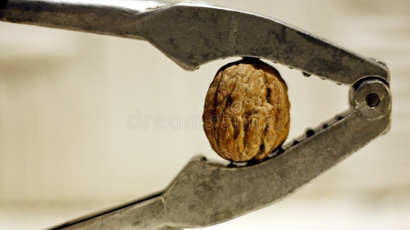 Nutcracker with a Nut To Crush Stock Image - Image of home, composition ...