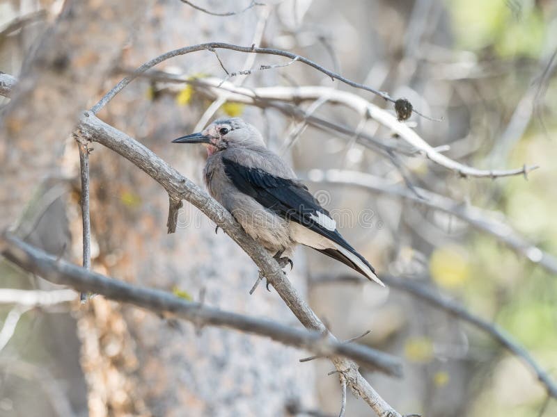 Nutcracker on the tree stock photo. Image of animal, ornithology - 77159850