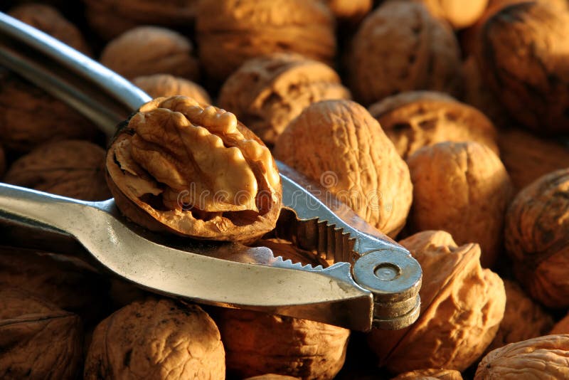 Nutcracker with Walnuts stock image. Image of crunchy - 1629813