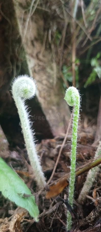 Nature Tree Flowers Pakis Palm Stock Image - Image of flowers, pakis ...