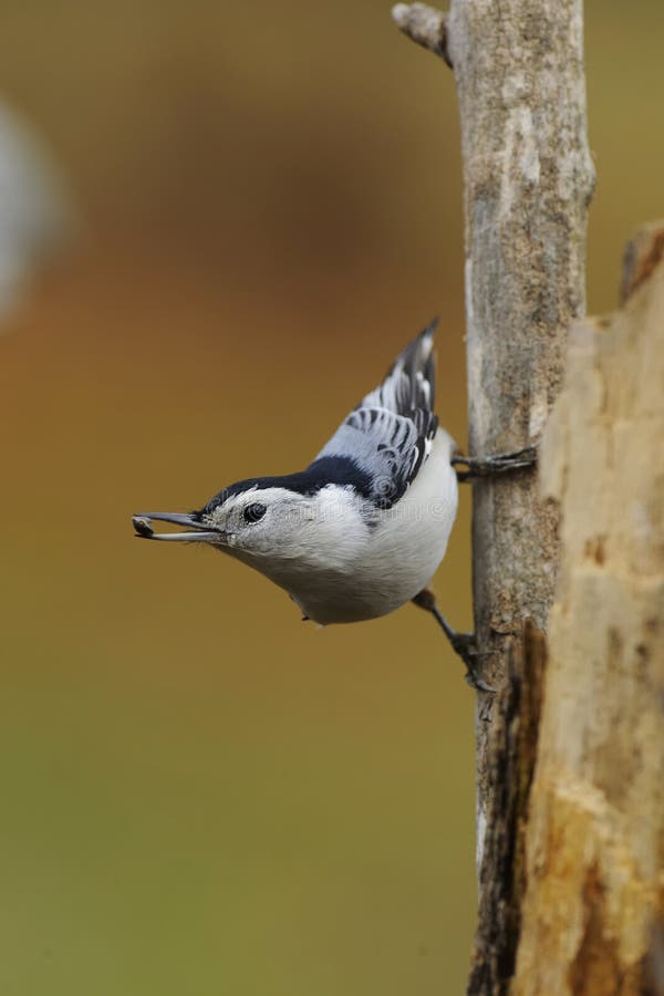 Nuthatch 1a stock image. Image of feet, beak, hang, bird - 11952095