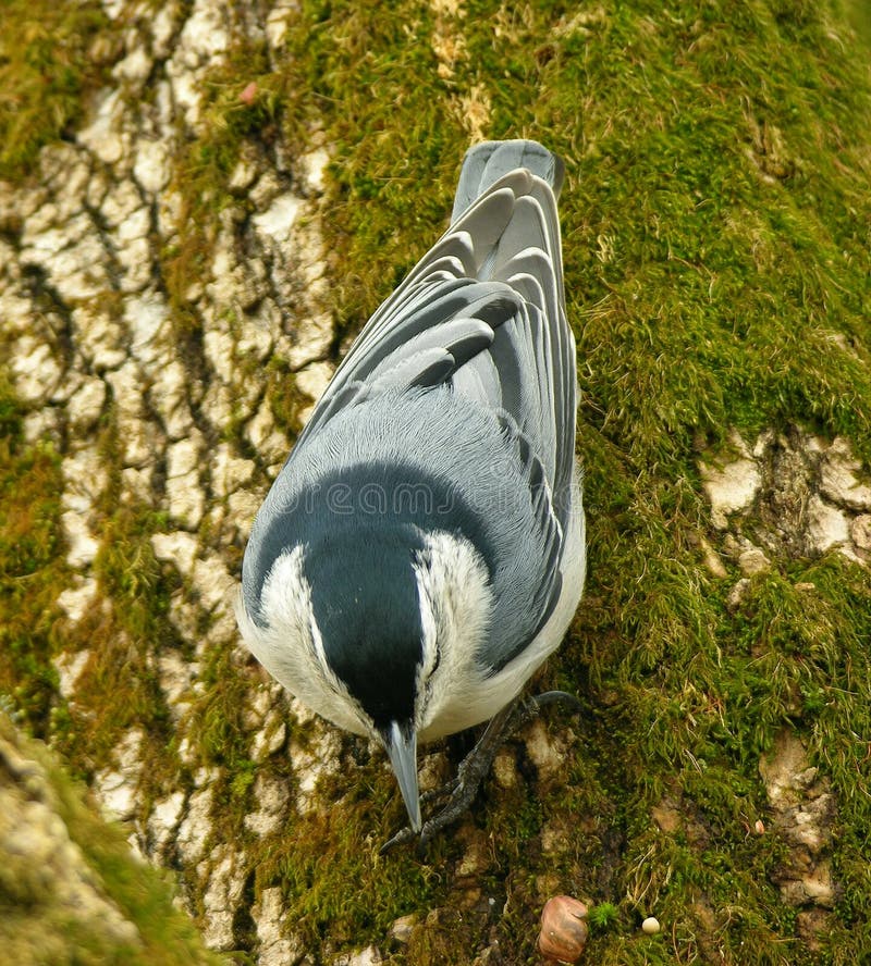 Nuthatch 2 stock image. Image of beak, feather, parks, tree - 93023
