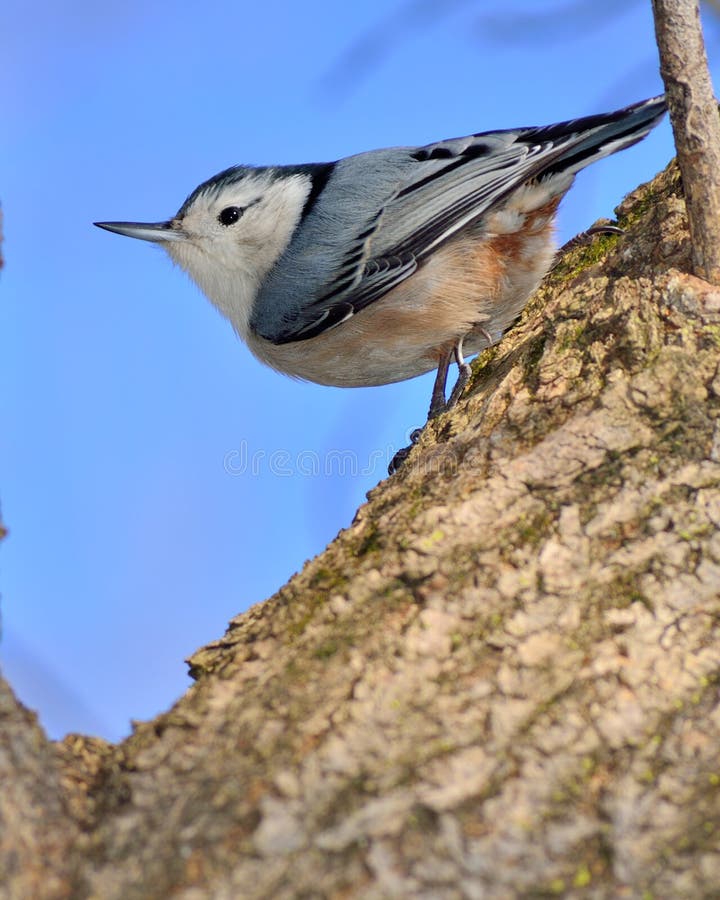 Nuthatch stock photo. Image of wildlife, fauna, woods - 22747502