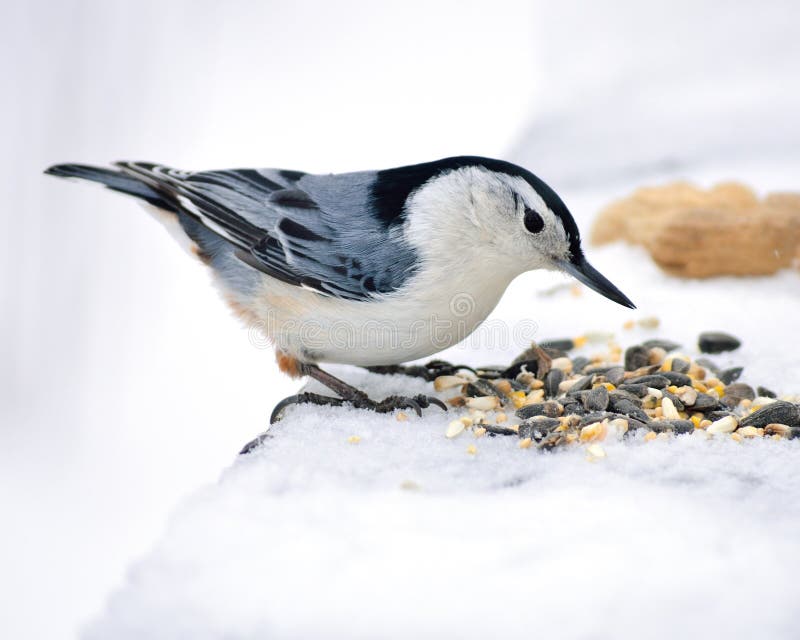 Nuthatch stock image. Image of nature, avian, nuthatch - 22839863