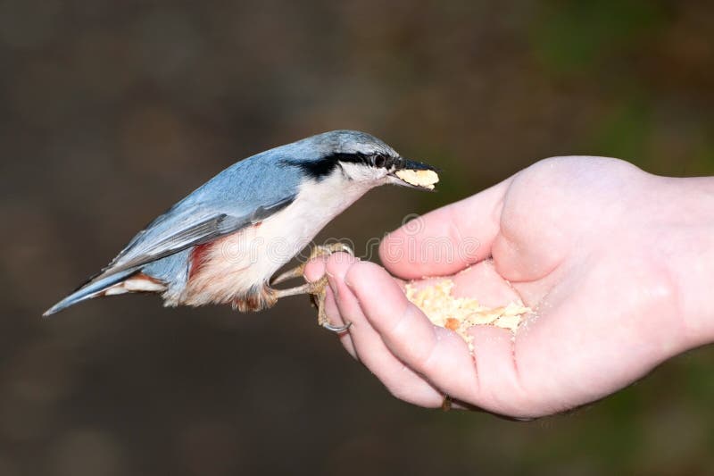 Nuthatch stock image. Image of wildlife, nuthatch, feather - 23093677