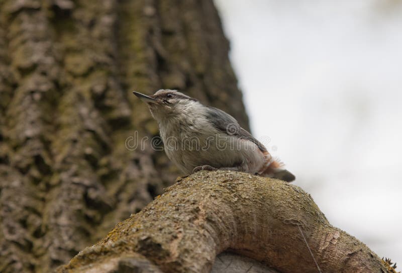 Nuthatch stock photo. Image of feather, small, woods - 28253808