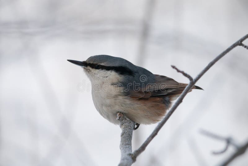 The nuthatch stock photo. Image of branch, winter, feather - 28515106