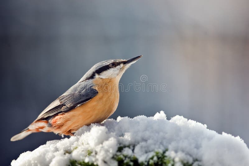 Nuthatch stock image. Image of sitting, season, yellow - 28742119