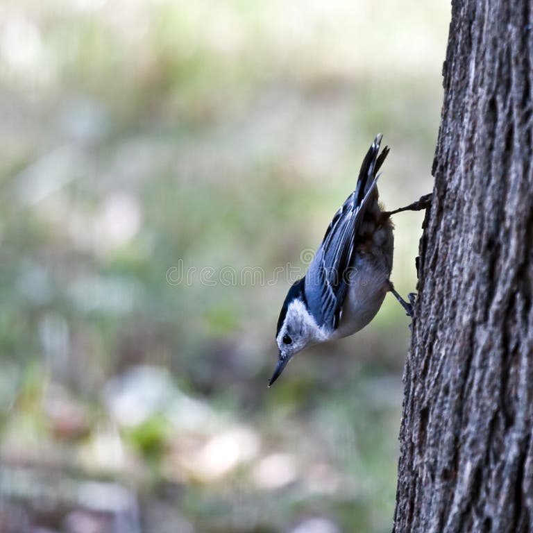 Nuthatch stock image. Image of virginia, eastern, american - 6470801