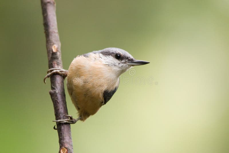 Nuthatch stock image. Image of wing, chickadee, twig, feather - 7321483