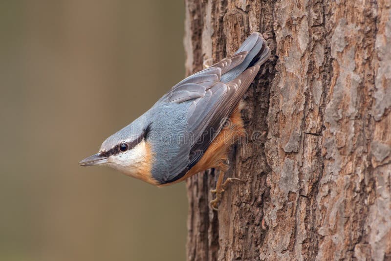 Nuthatch stock photo. Image of treecreeper, tree, closeup - 36142218