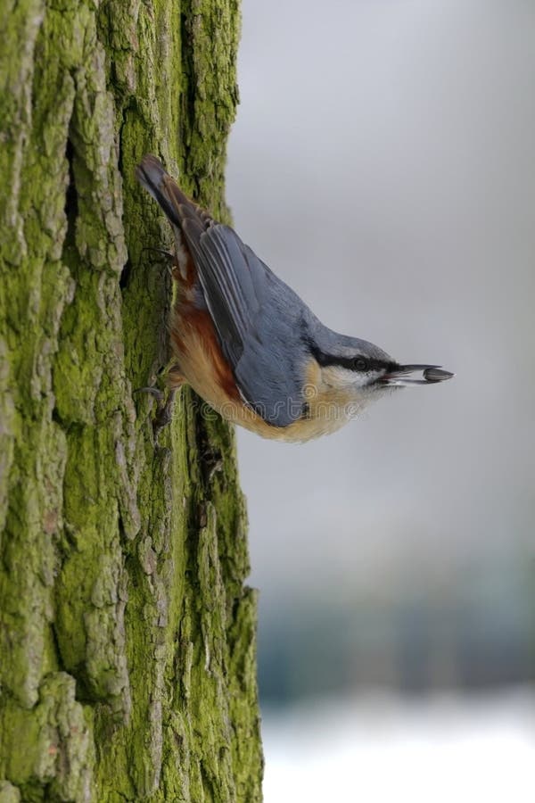 Nuthatch - bird stock image. Image of look, sitta, wildlife - 14864017