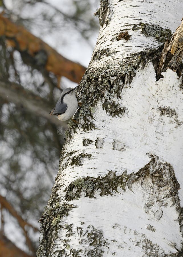 A Nuthatch Bird on a Birch Tree Trunk in Winter Stock Image - Image of ...