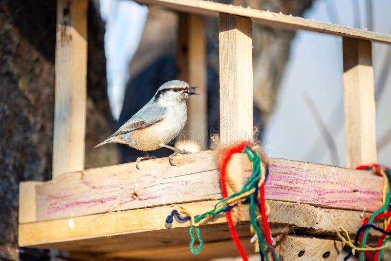 Nuthatch in Bird Feeder with Sunflower Seed in Its Beak Stock Photo ...