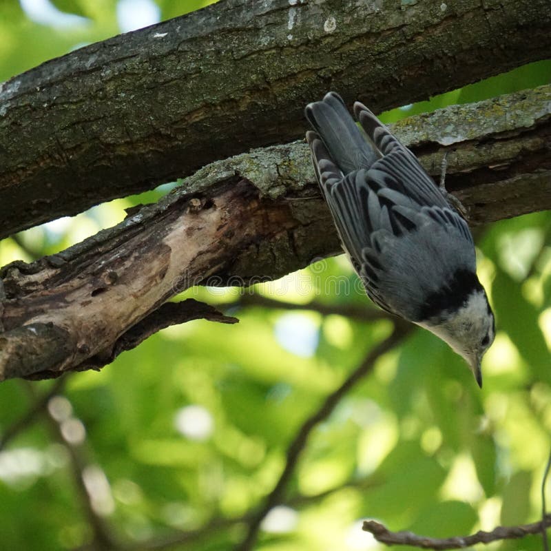 Nuthatch Bird Hanging Upside Down on Tree Branch. Stock Image - Image ...