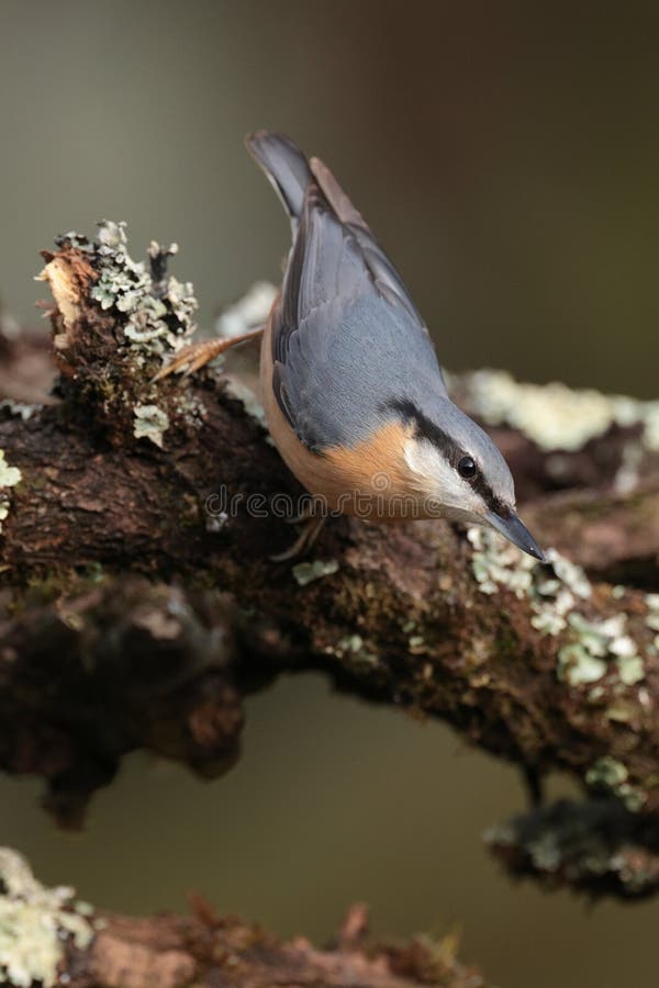 A Nuthatch Bird on a Tree Covered with Lichen. Stock Image - Image of ...