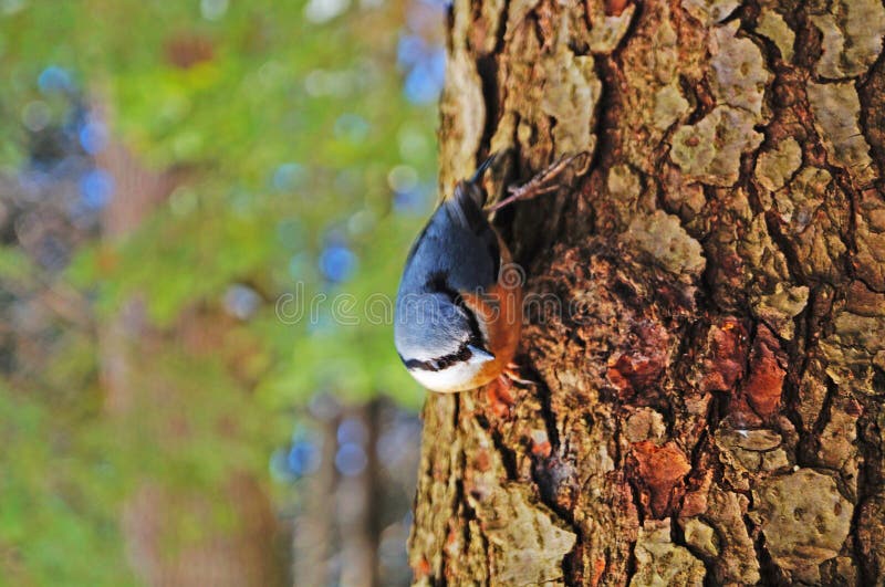 A Nuthatch Bird with Orange and Gray Feathers Sits on a Tree Stock ...