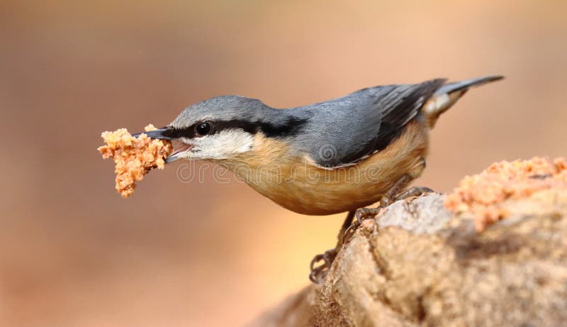 Nuthatch Bird on a Tree Stump Stock Image - Image of colours ...