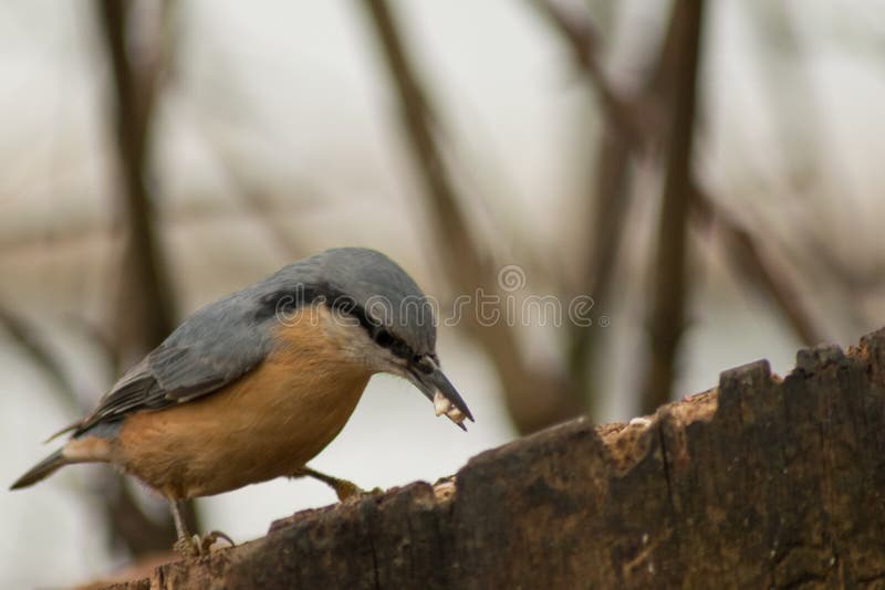 Nuthatch Burd in Nature Wildlife Stock Photo - Image of beak, feeding ...