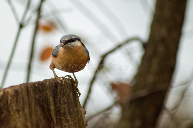 Nuthatch Burd in Nature Wildlife Stock Image - Image of animal, natural ...