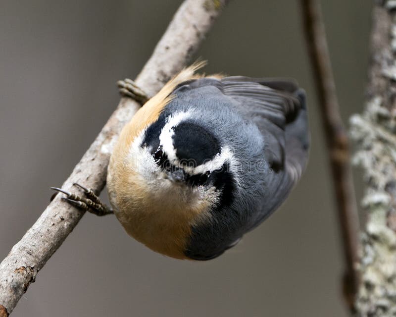 Nuthatch Stock Photos. Nuthatch Close-up Profile View Perched on a Tree ...