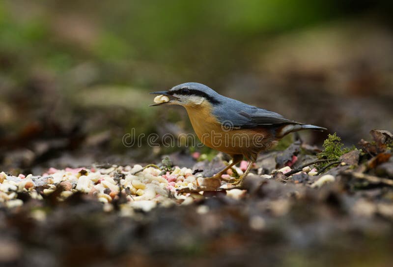 Nuthatch Eating from Ground B Stock Image - Image of environment ...