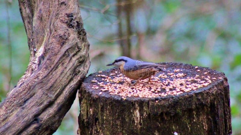 Nuthatch Eating Seed Off a Tree Trunk Stock Image - Image of eating ...
