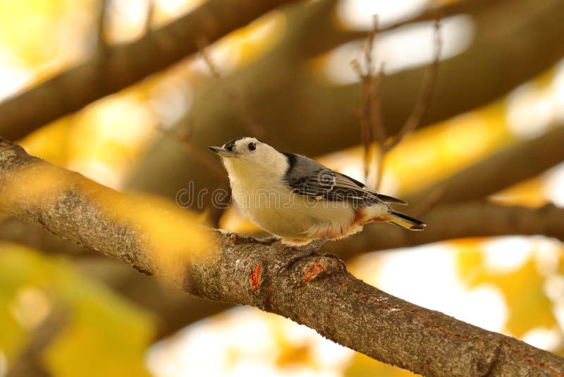Autumn Branch stock image. Image of woods, leaves, forest - 79304521