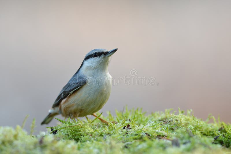 Nuthatch stock photo. Image of portrait, snowy, europe - 28398418