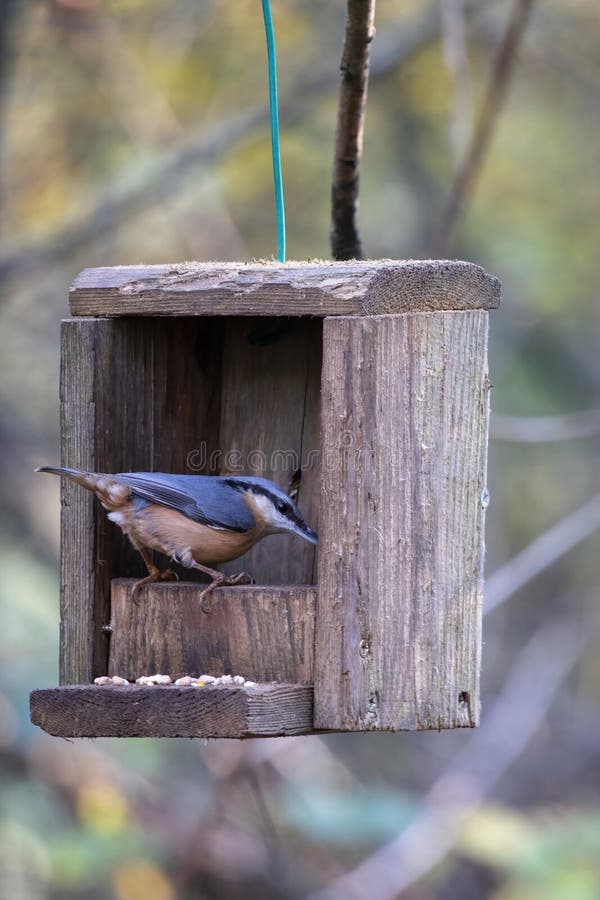 Nuthatch Foraging for Seed from a Wooden Bird Box Stock Photo - Image ...
