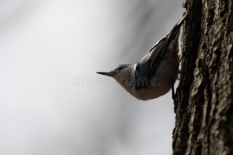 Nuthatch Grey stock photo. Image of trunk, animal, nuthatch - 91654324